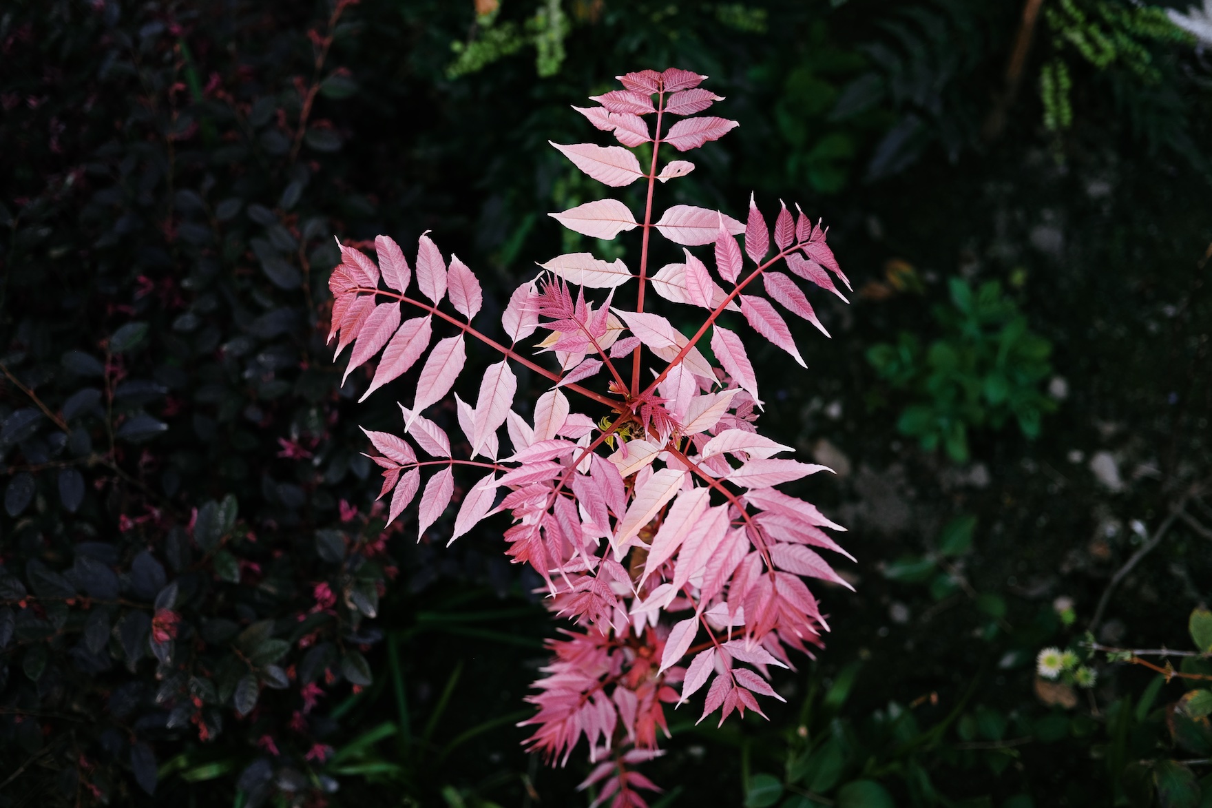 toona sinensis | Jardinagem.org